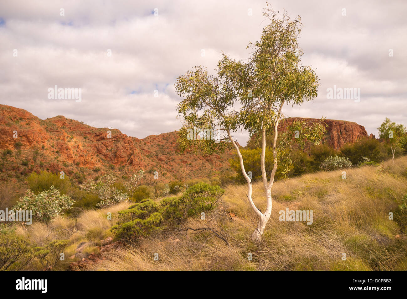 Alice springs ghost gum tree hi-res stock photography and images - Alamy