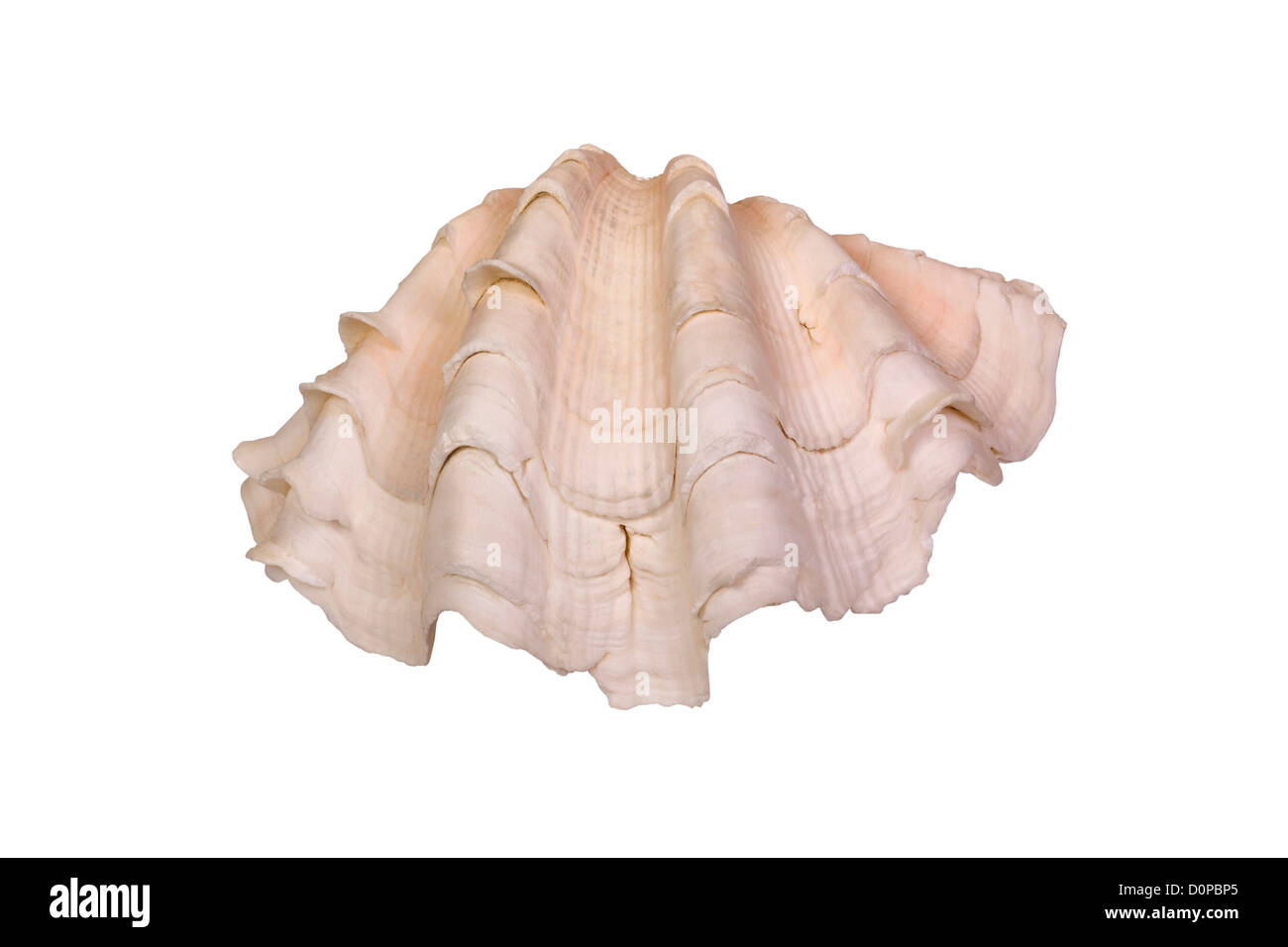 Close-up of a sea shell Stock Photo - Alamy