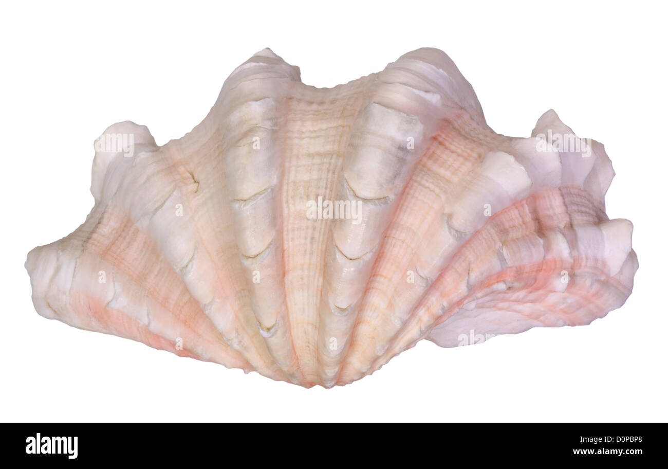 Close-up of a sea shell Stock Photo - Alamy