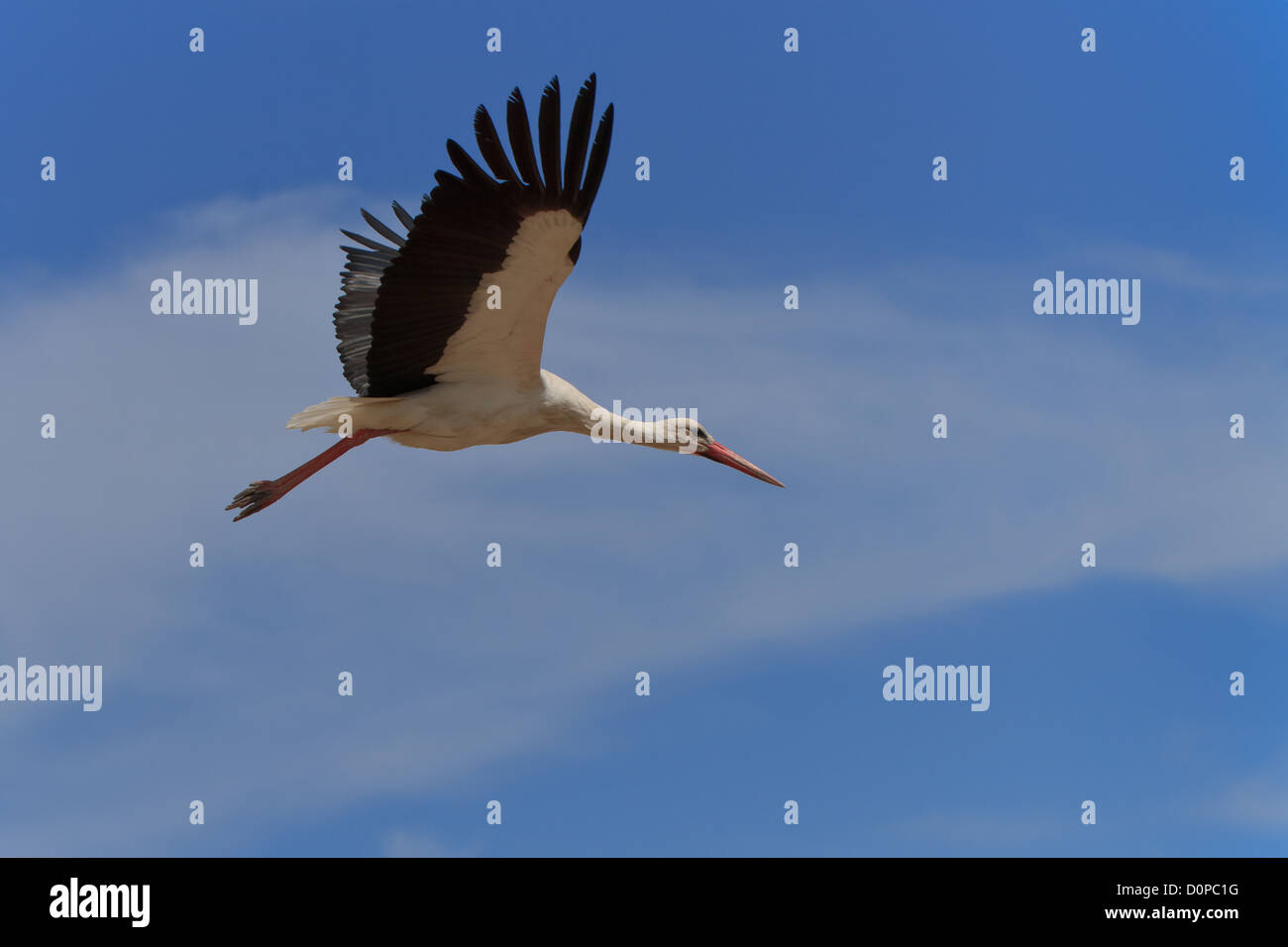 white stork in flight Stock Photo - Alamy