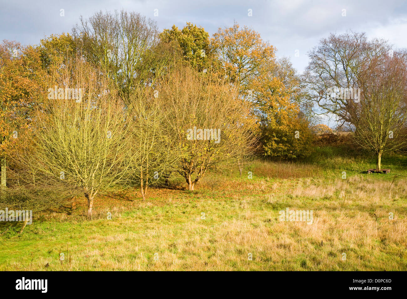 Heathland vegetation suffolk sandlings hi-res stock photography and ...