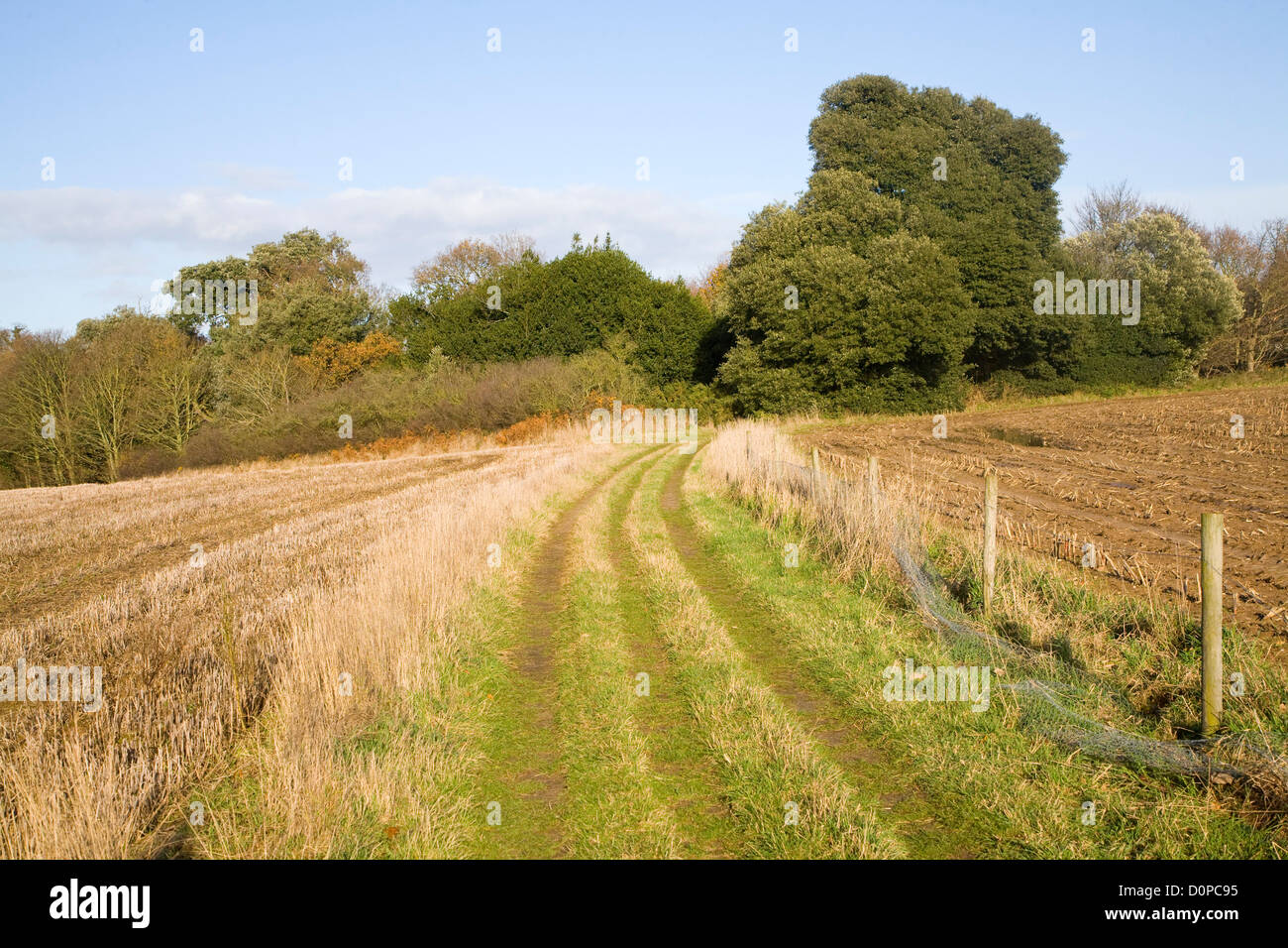 Heathland vegetation suffolk sandlings hi-res stock photography and ...