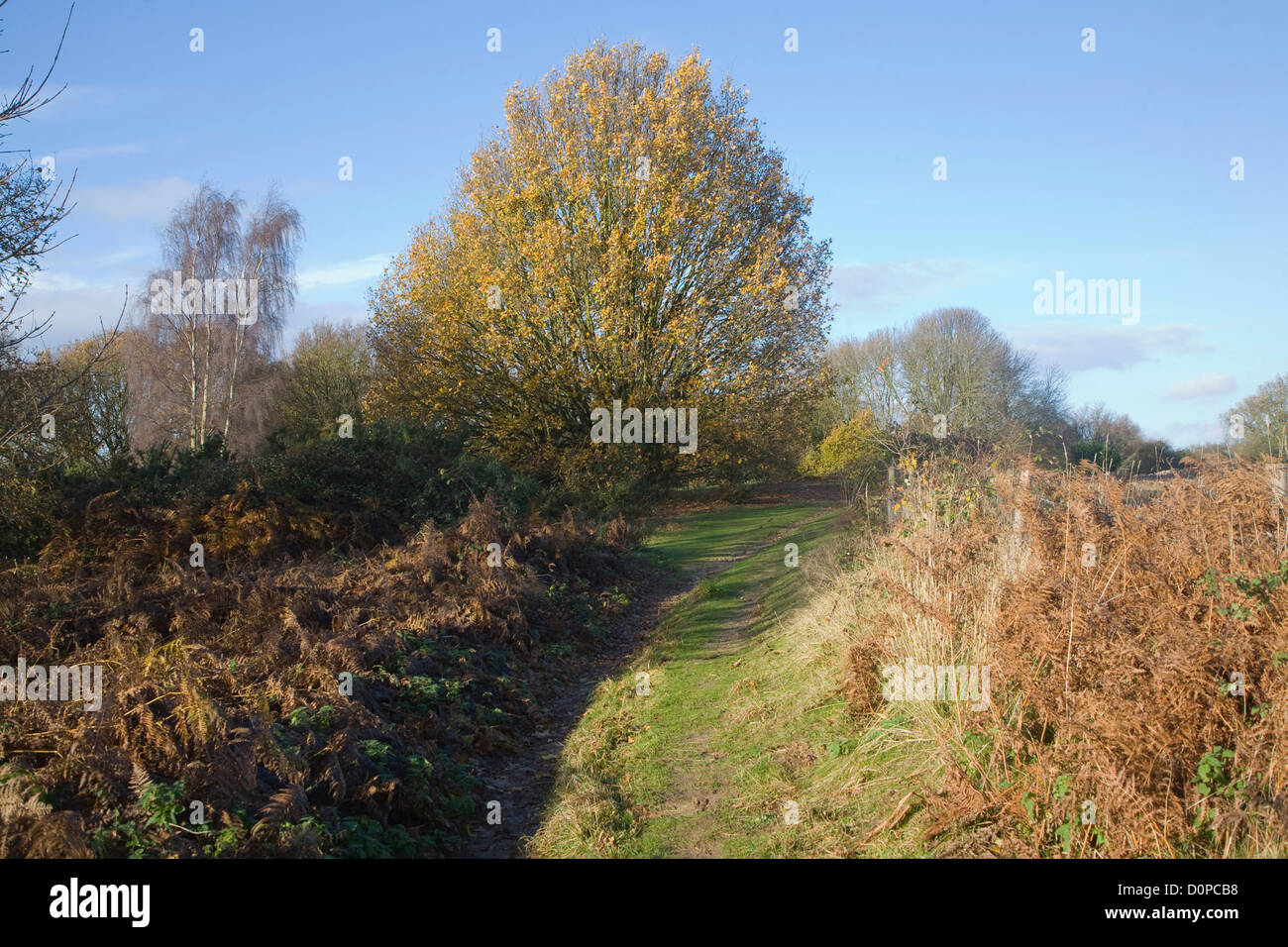 Heathland vegetation suffolk sandlings hi-res stock photography and ...