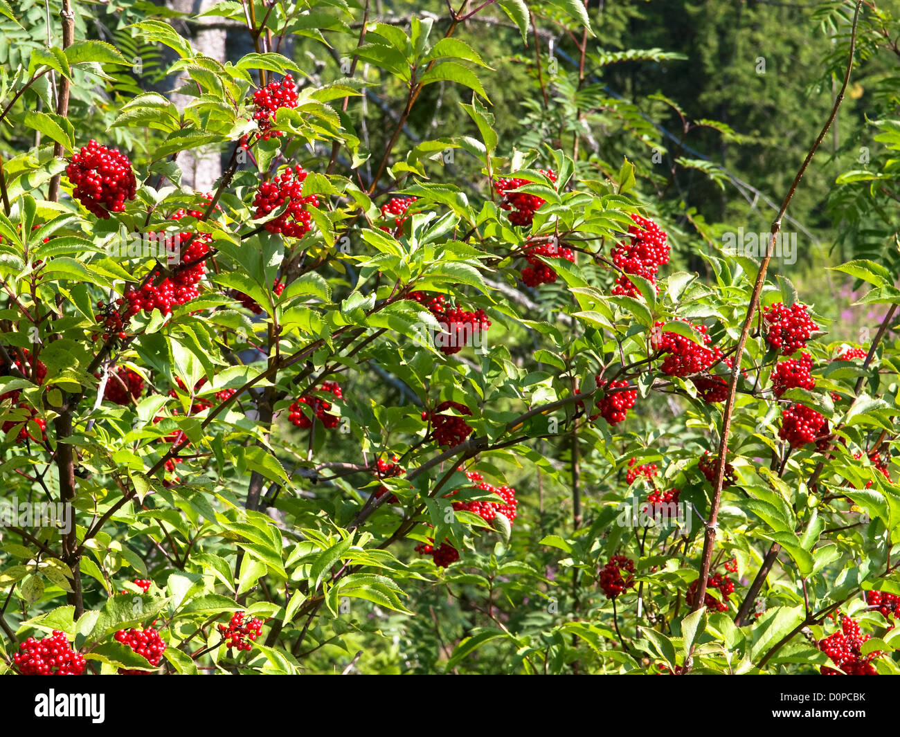 Strbske Pleso, rowan berry, sorbus aucuparia, Slovak Republic, Hohe ...