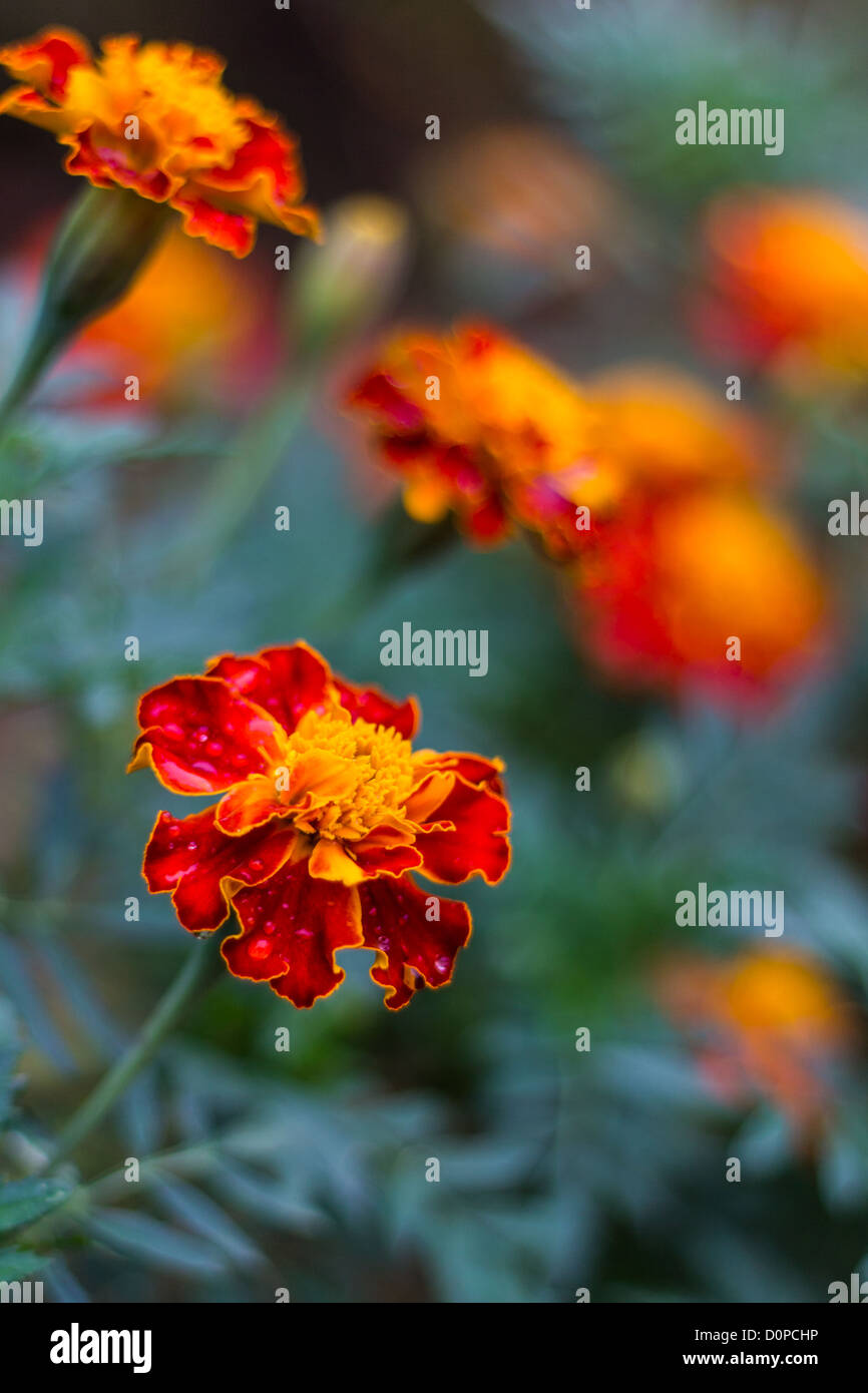French marigold texture hi-res stock photography and images - Alamy