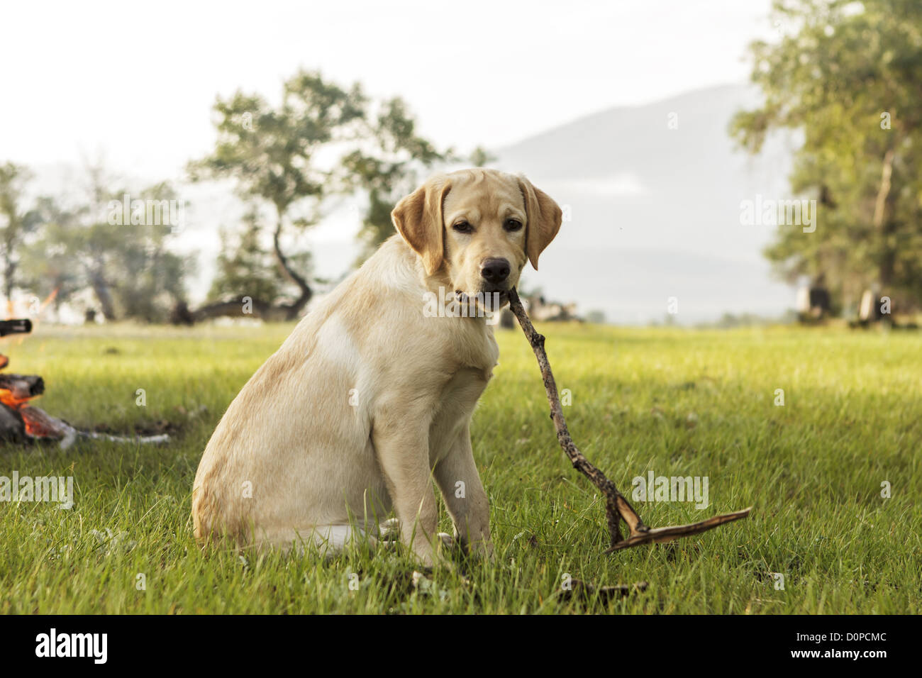 Dog in nature Stock Photo - Alamy