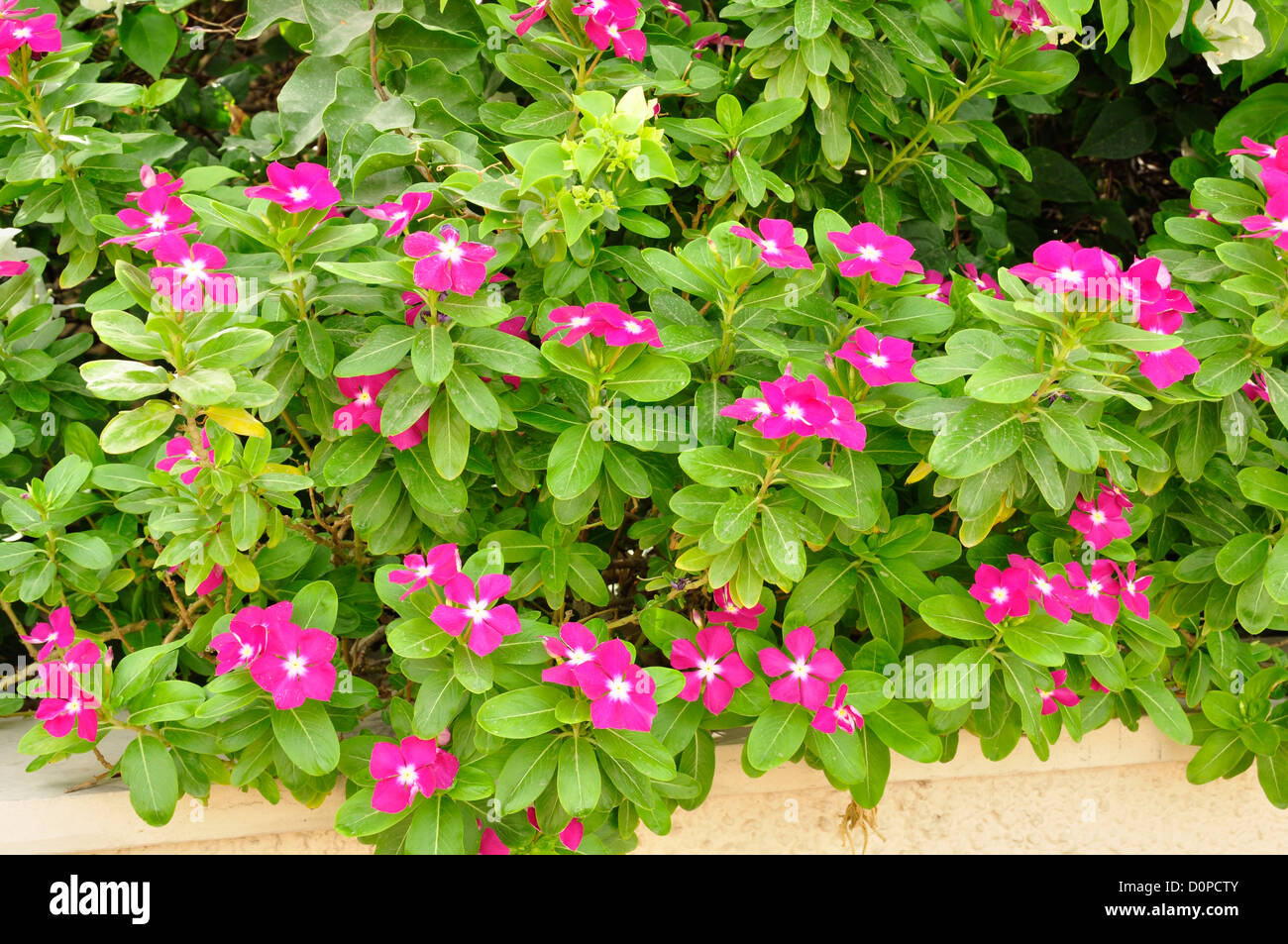 Periwinkles hi-res stock photography and images - Alamy