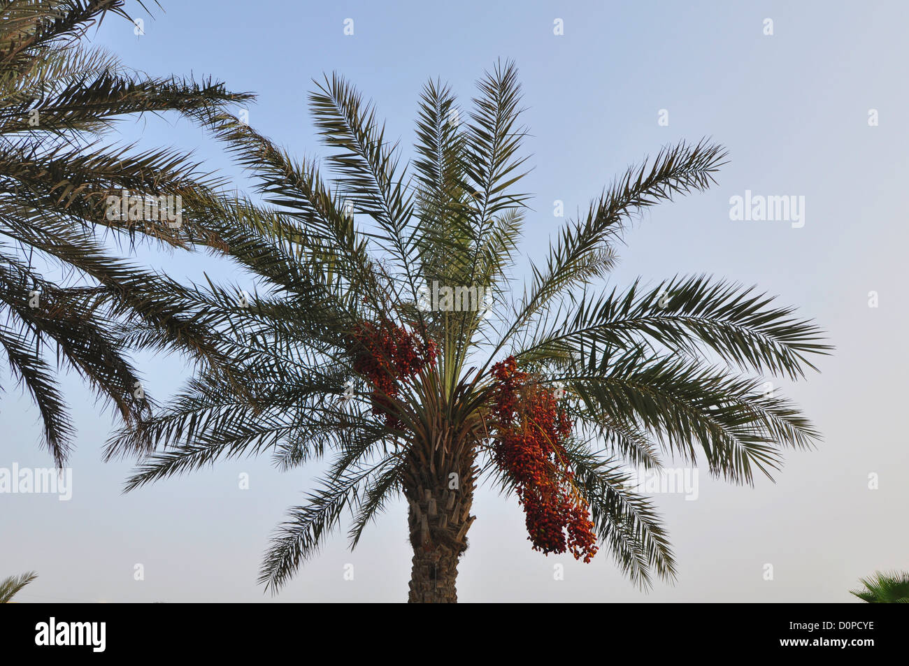 Dates palms hi-res stock photography and images - Alamy