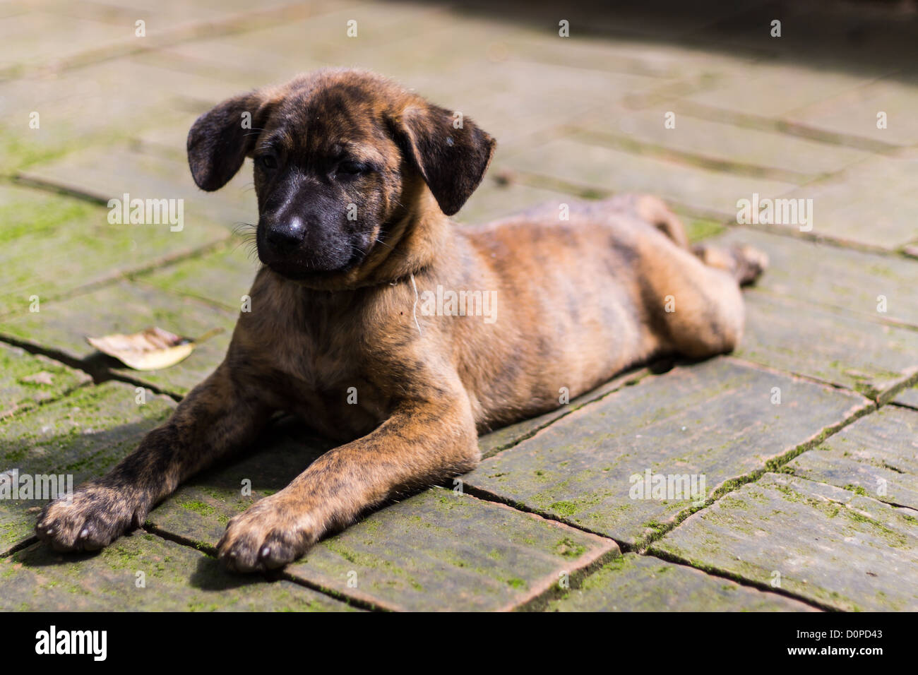 Thai temple and dog hi-res stock photography and images - Alamy
