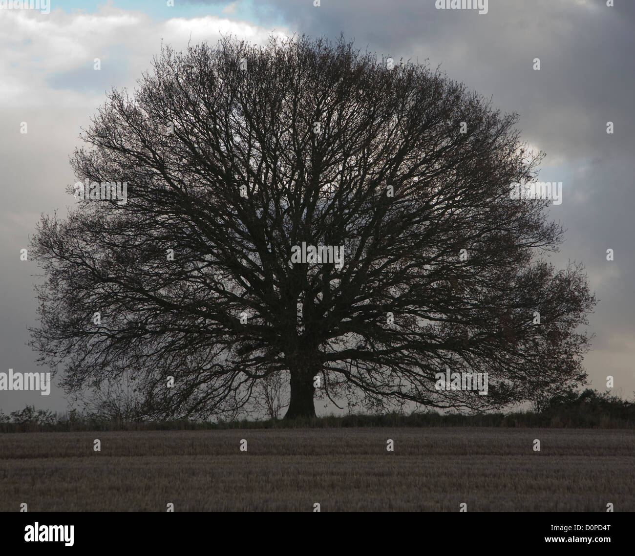 Oak tree field hi-res stock photography and images - Alamy
