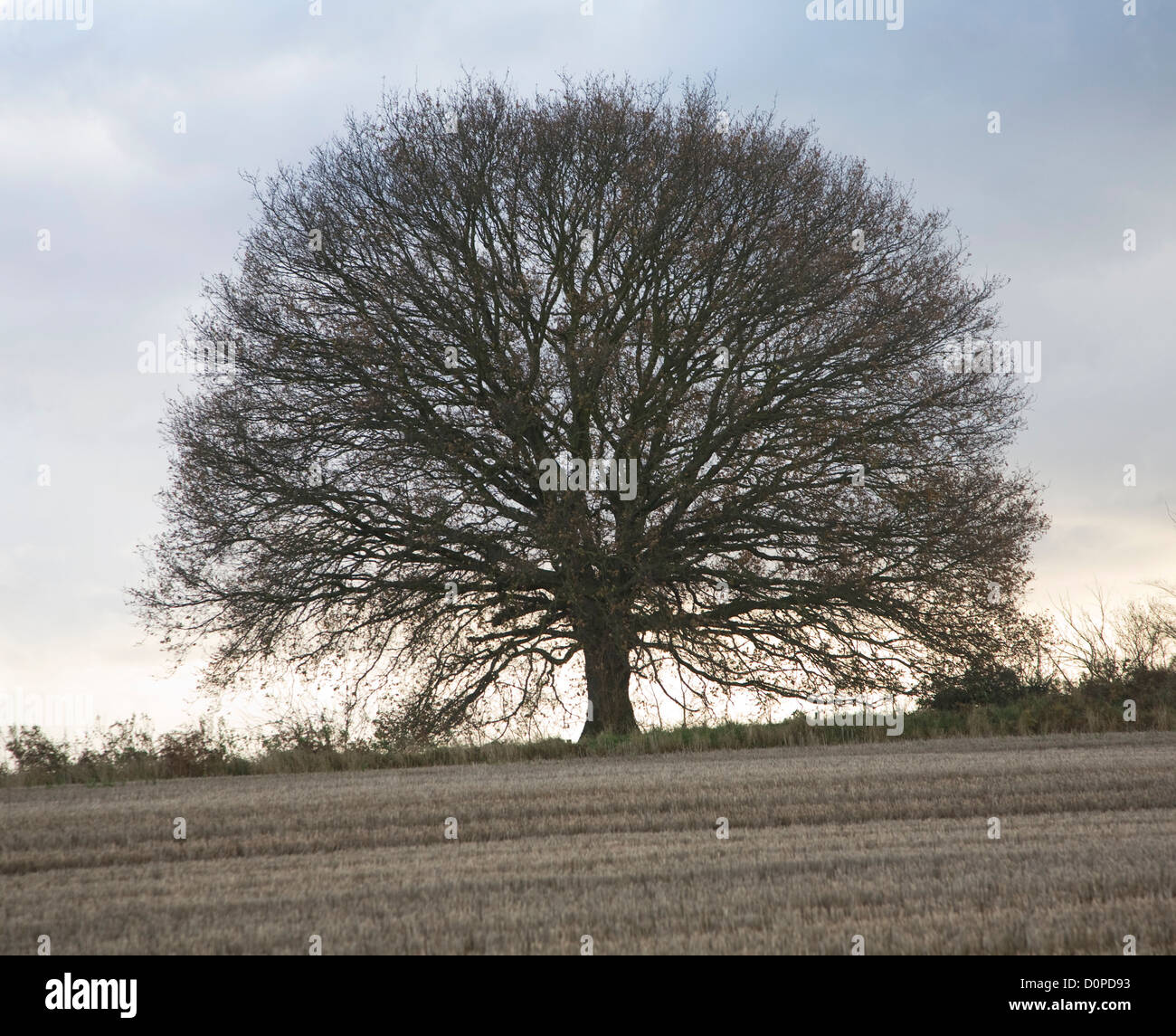 Overcast grey sky treeless small oak tree in field Sutton, Suffolk ...