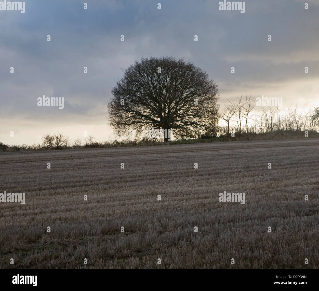 Overcast grey sky treeless small oak tree in field Sutton, Suffolk ...