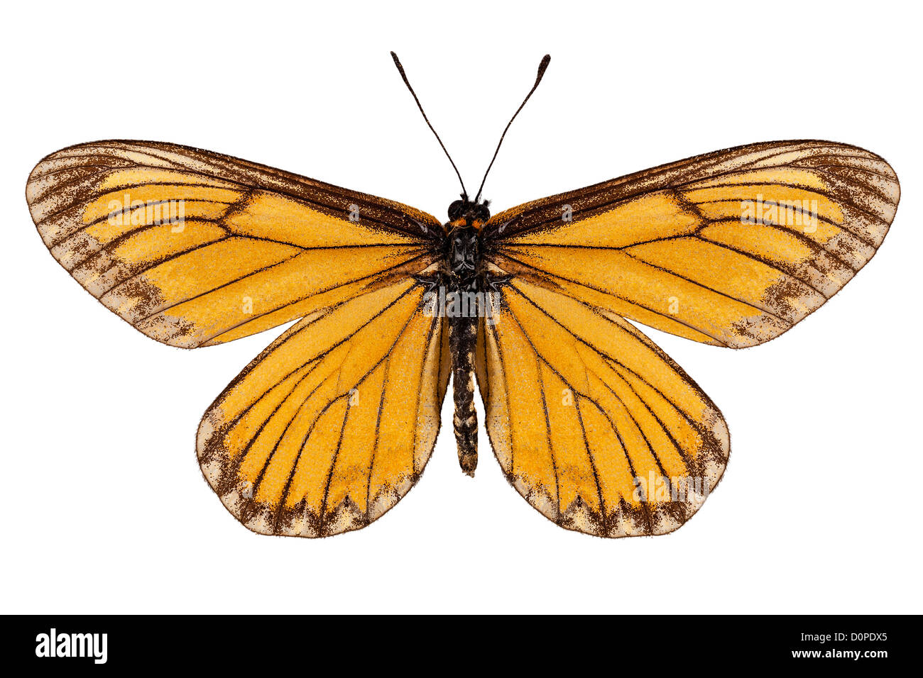 Wingspan yellow butterfly Cut Out Stock Images & Pictures - Alamy