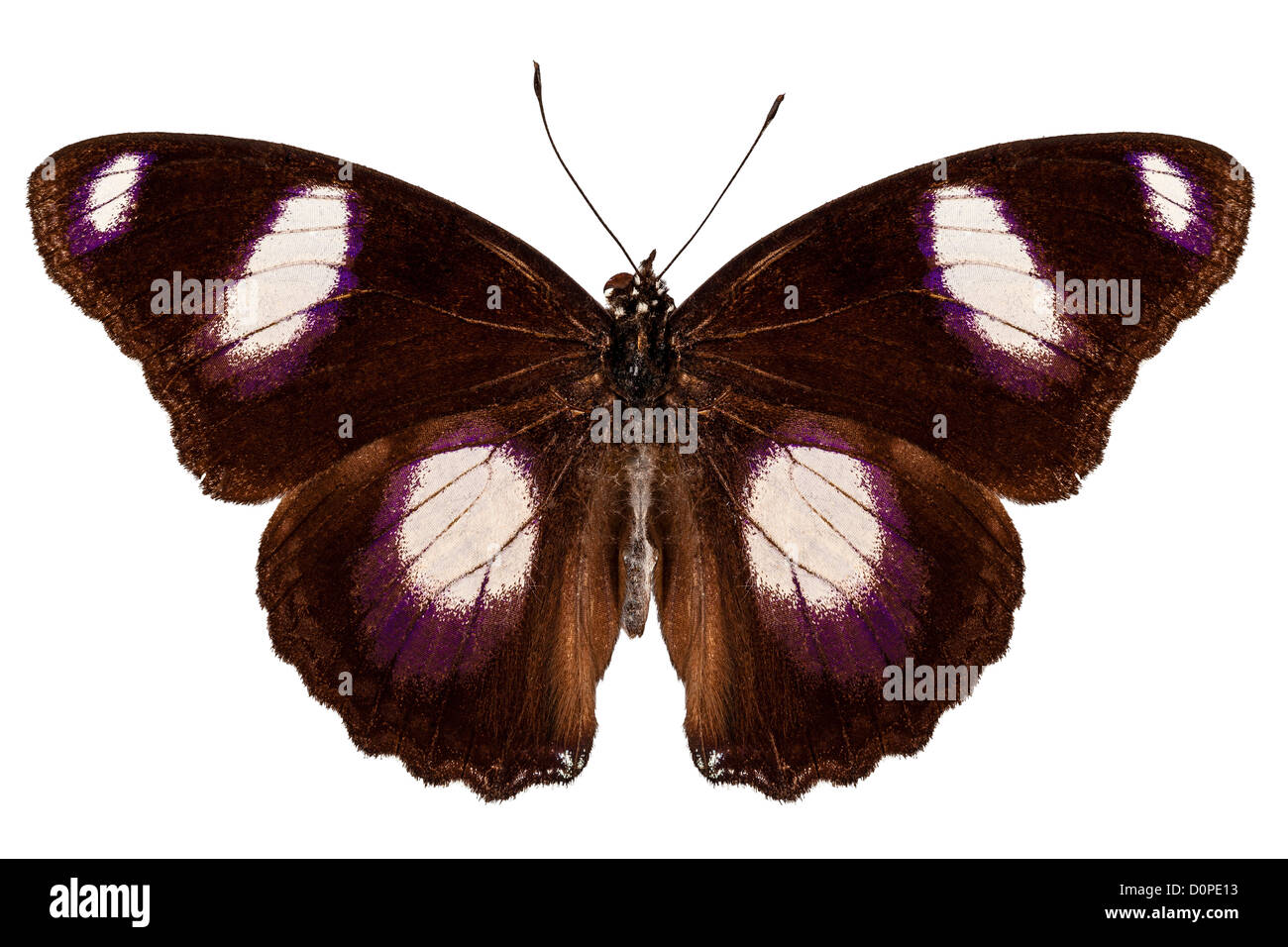 Butterfly species Hypolimnas misippus male "Danaid Eggfly Stock Photo ...
