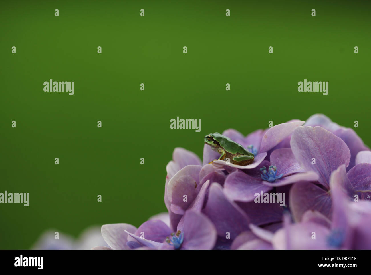 Green frog sitting on purple hydrangea flower overlooking rice paddies ...