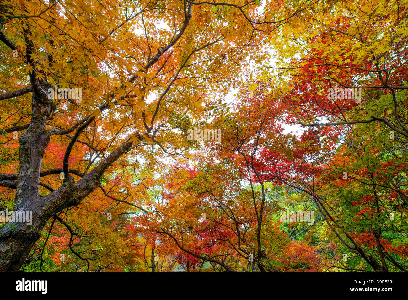 Yufuin in autumn hi-res stock photography and images - Alamy