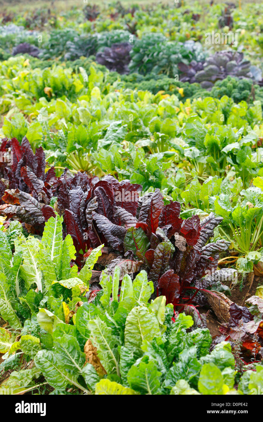 farm images Lettuce Stock Photo - Alamy