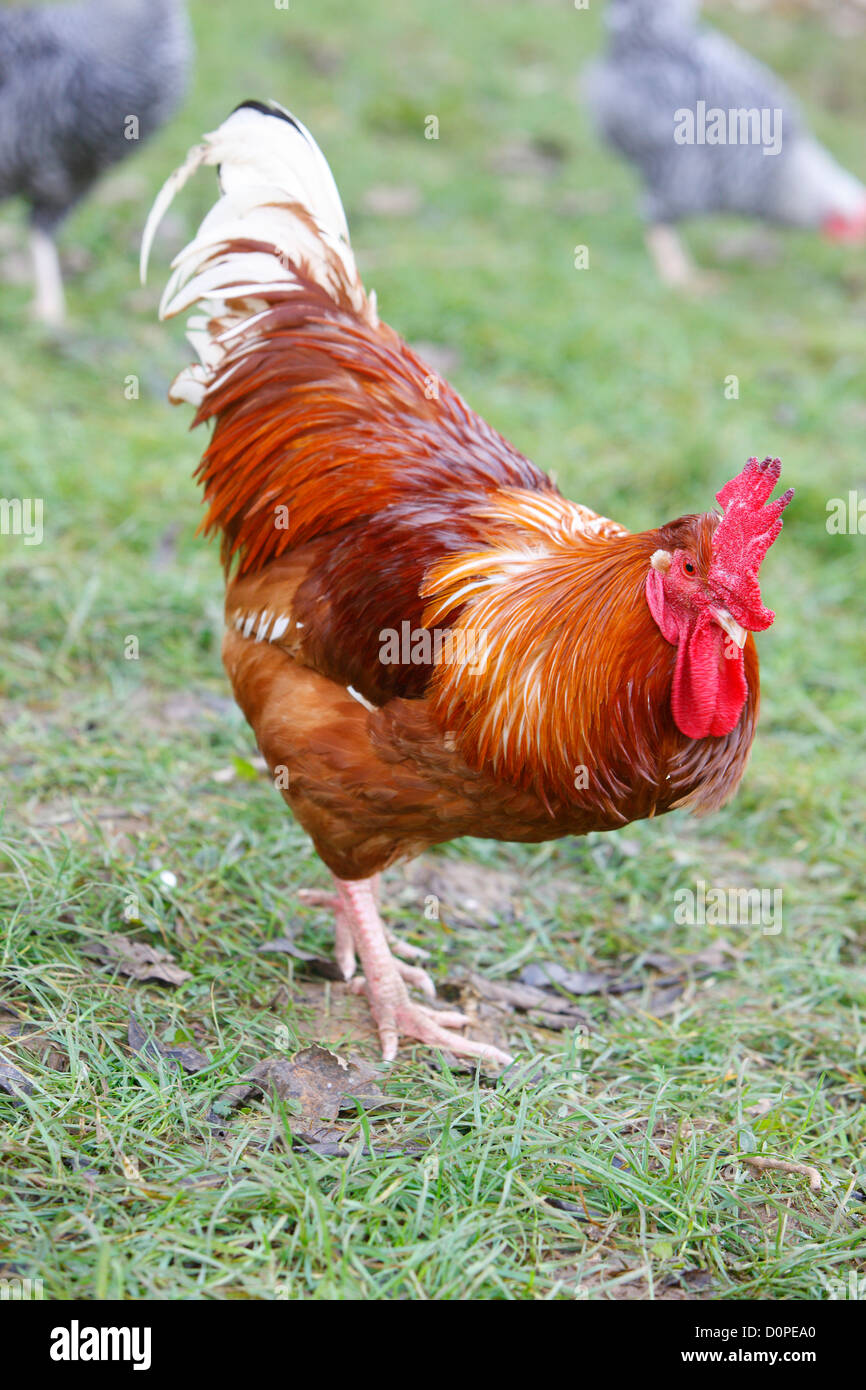 Rooster images hi-res stock photography and images - Alamy