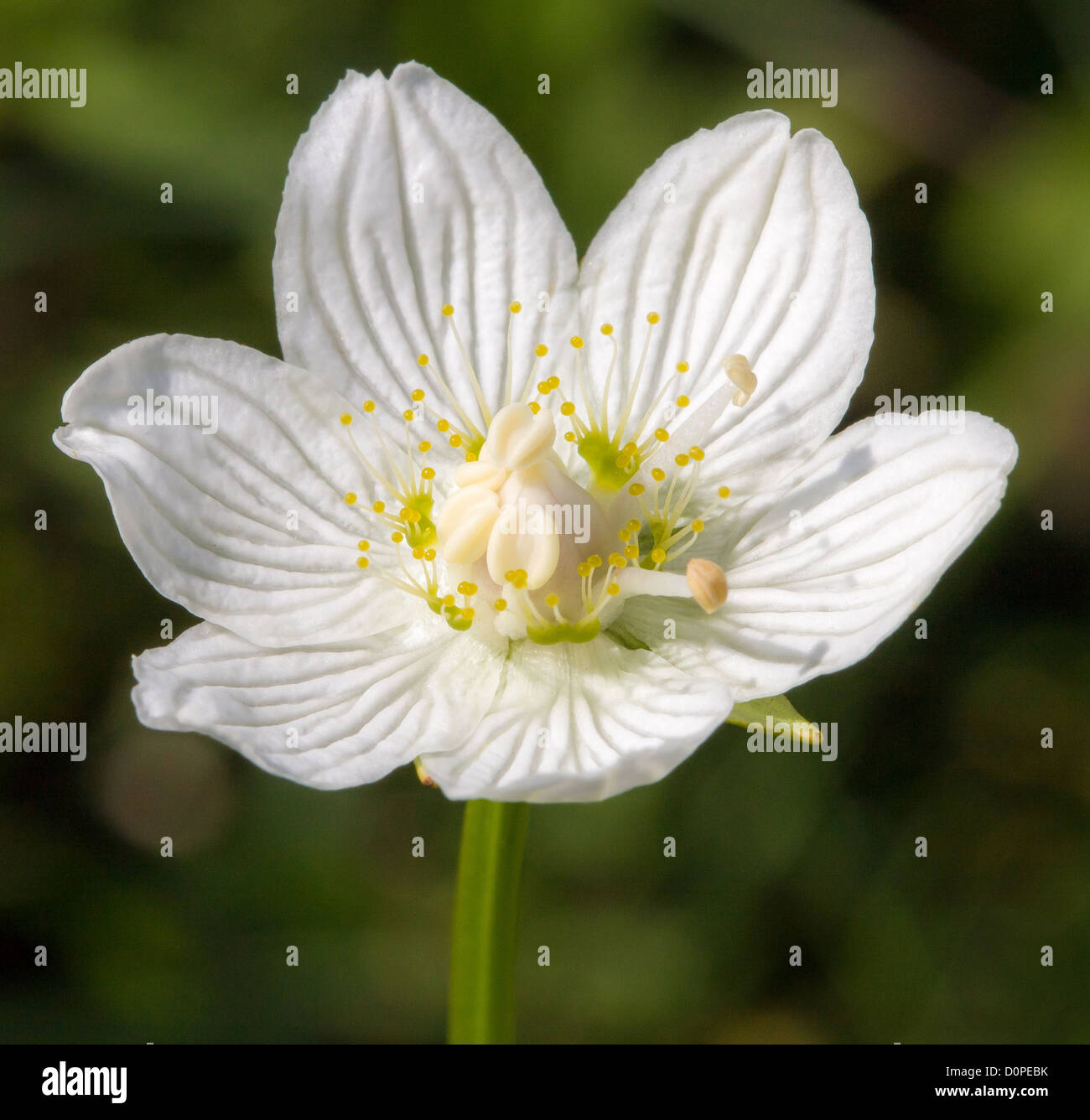 Unusual six petalled flower of Grass of Parnassus Parnassia palustris ...