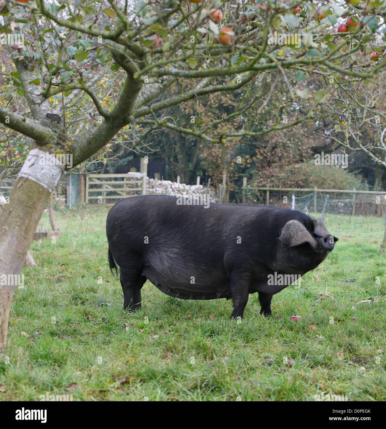 Rare pig breeds hi-res stock photography and images - Alamy