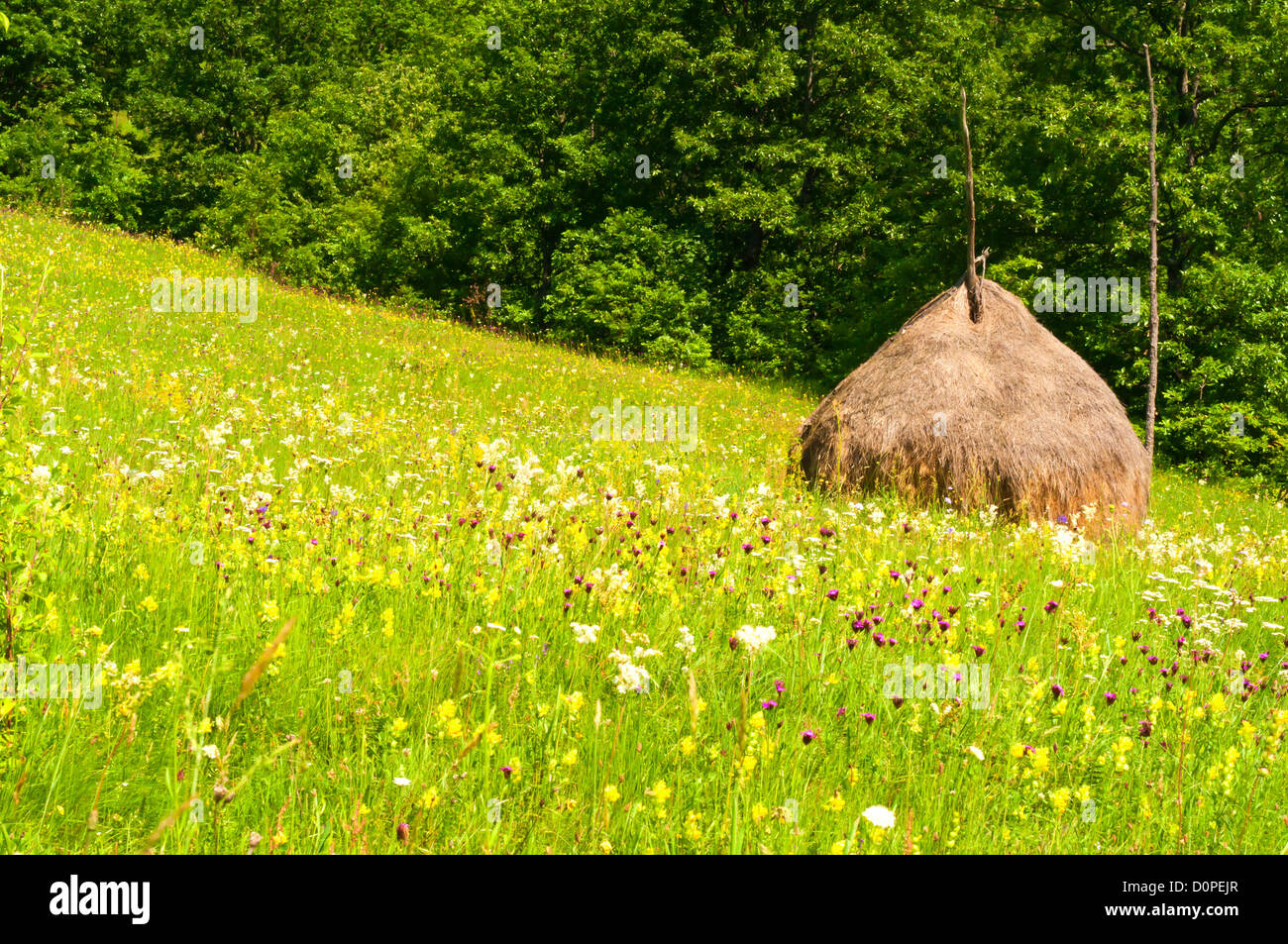 Beautiful countryside landscape with flowers, grass and haystack Stock ...