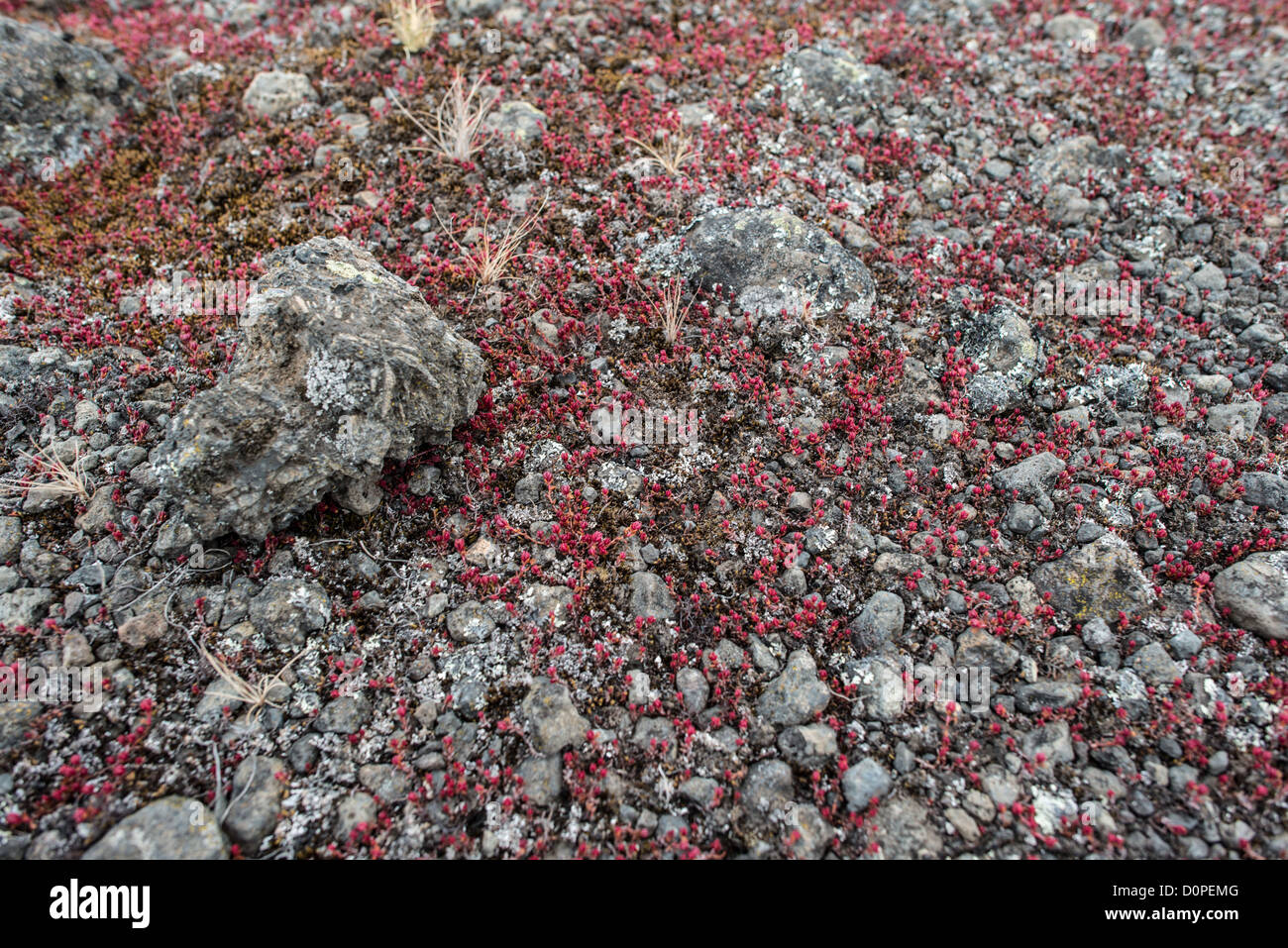 MOUNT KILIMANJARO, Tanzania — Tiny red Rose Crown flowers amongst the ...