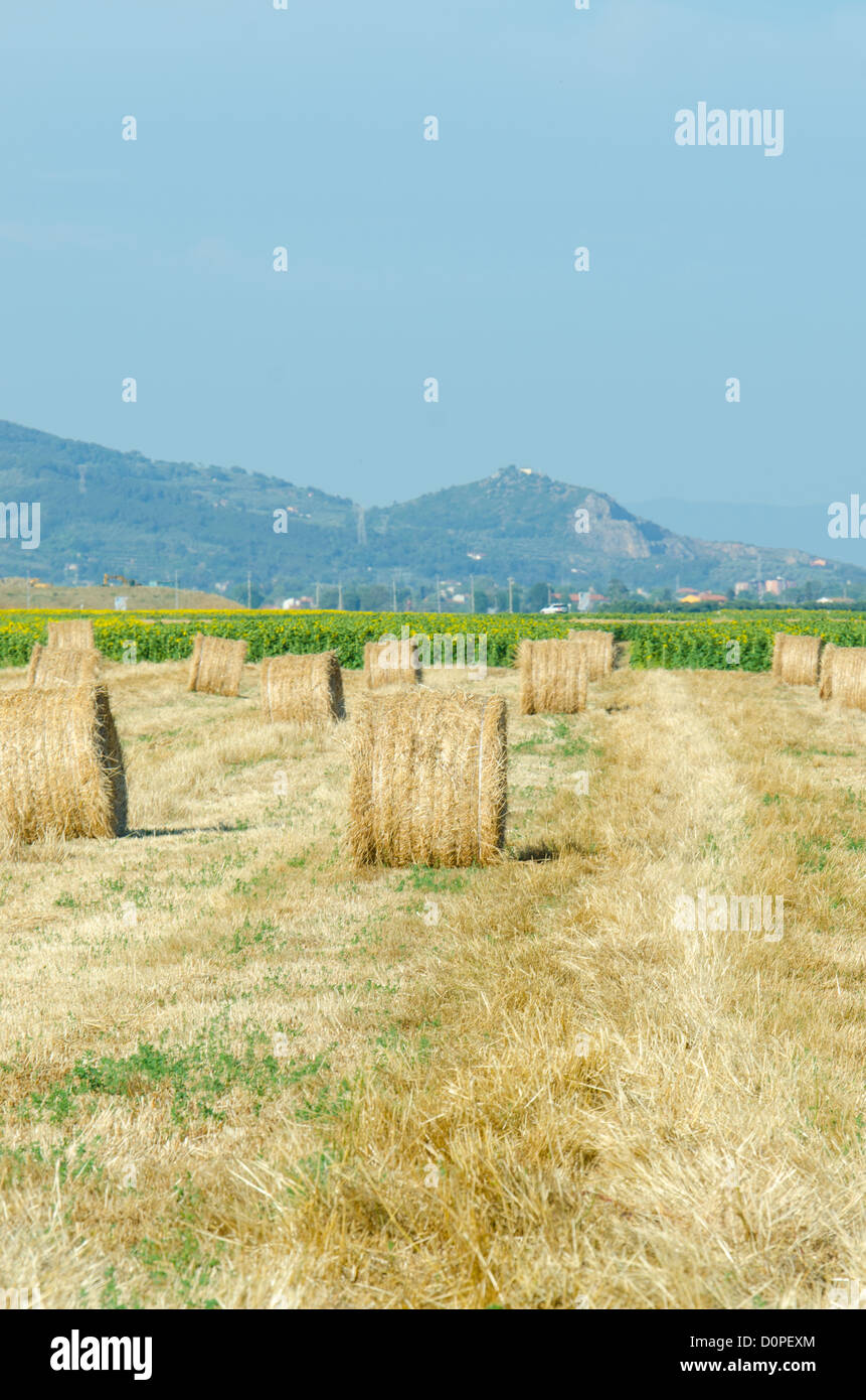 Field with rolls of hay on summer day Stock Photo - Alamy