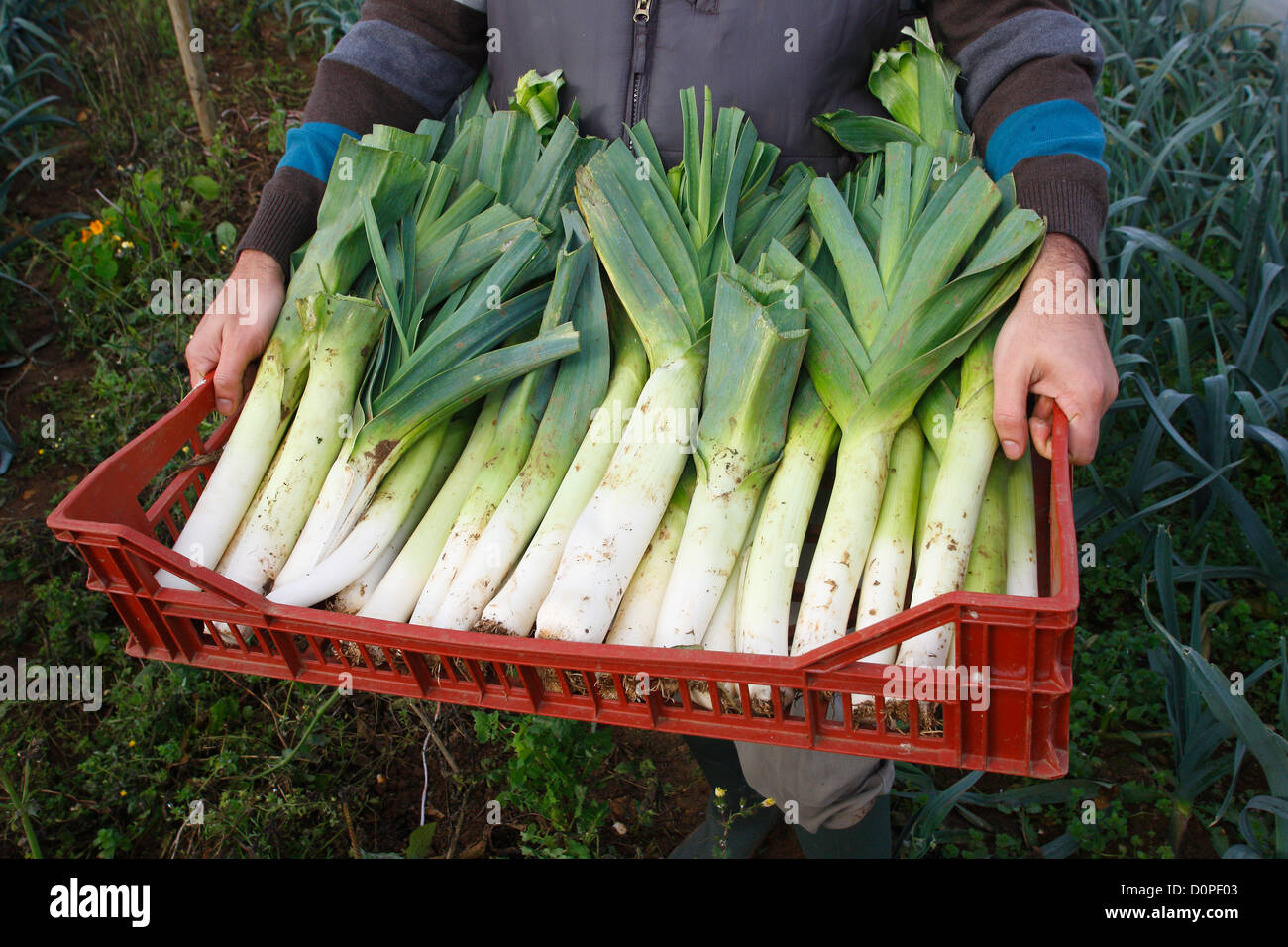 Leeks in a tray hi-res stock photography and images - Alamy