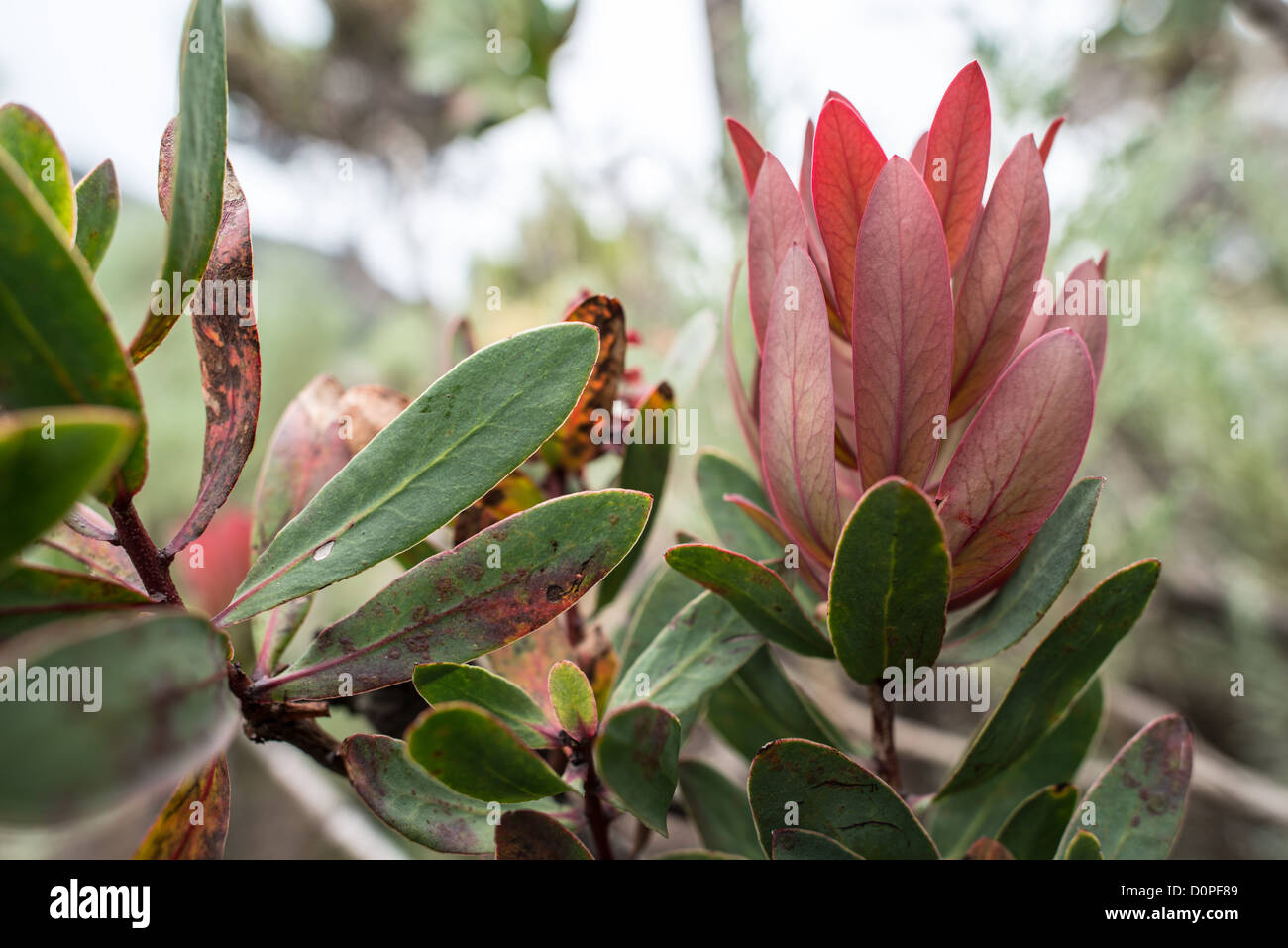 Montane heath communities hi-res stock photography and images - Alamy