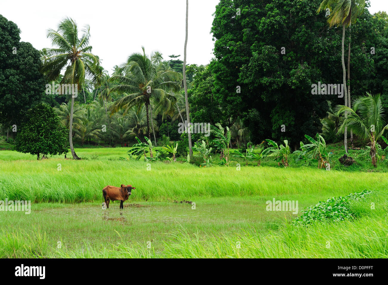 Pemba island field hi-res stock photography and images - Alamy
