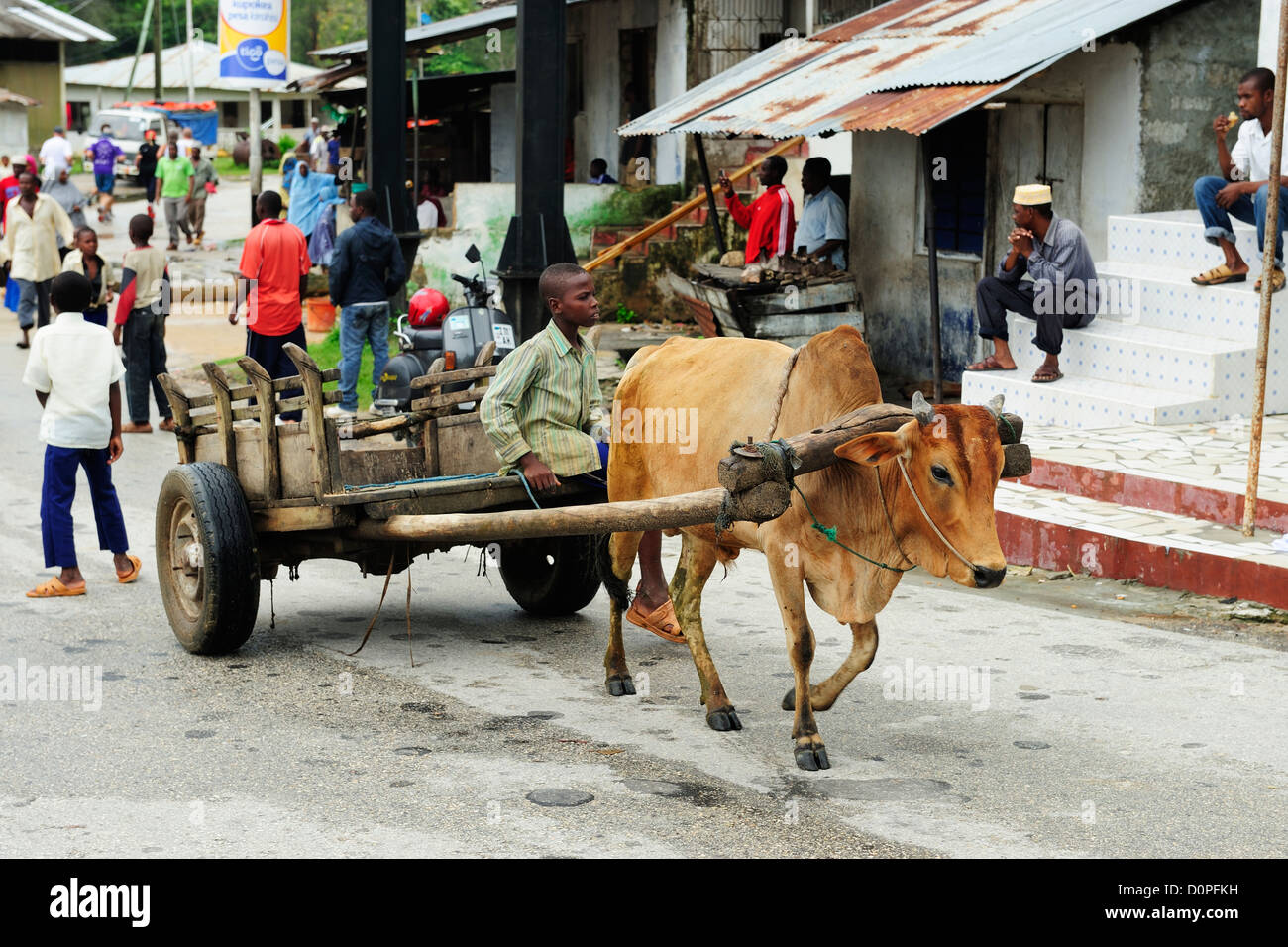 African Ox And Cart Stock Photos & African Ox And Cart Stock Images - Alamy