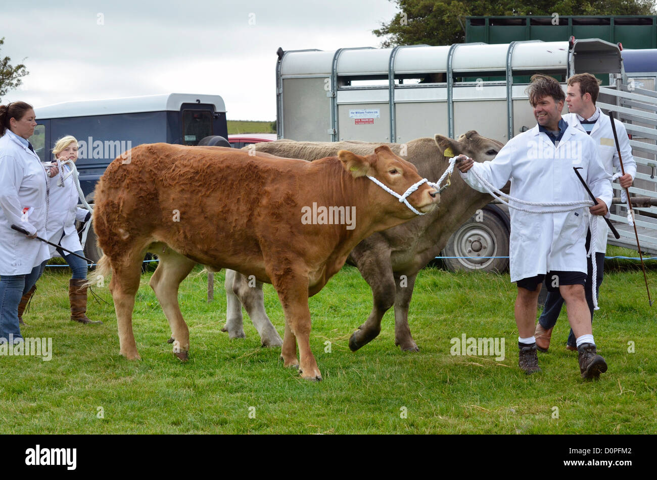 cattle judging at hartington wakes agricultural show Stock Photo - Alamy