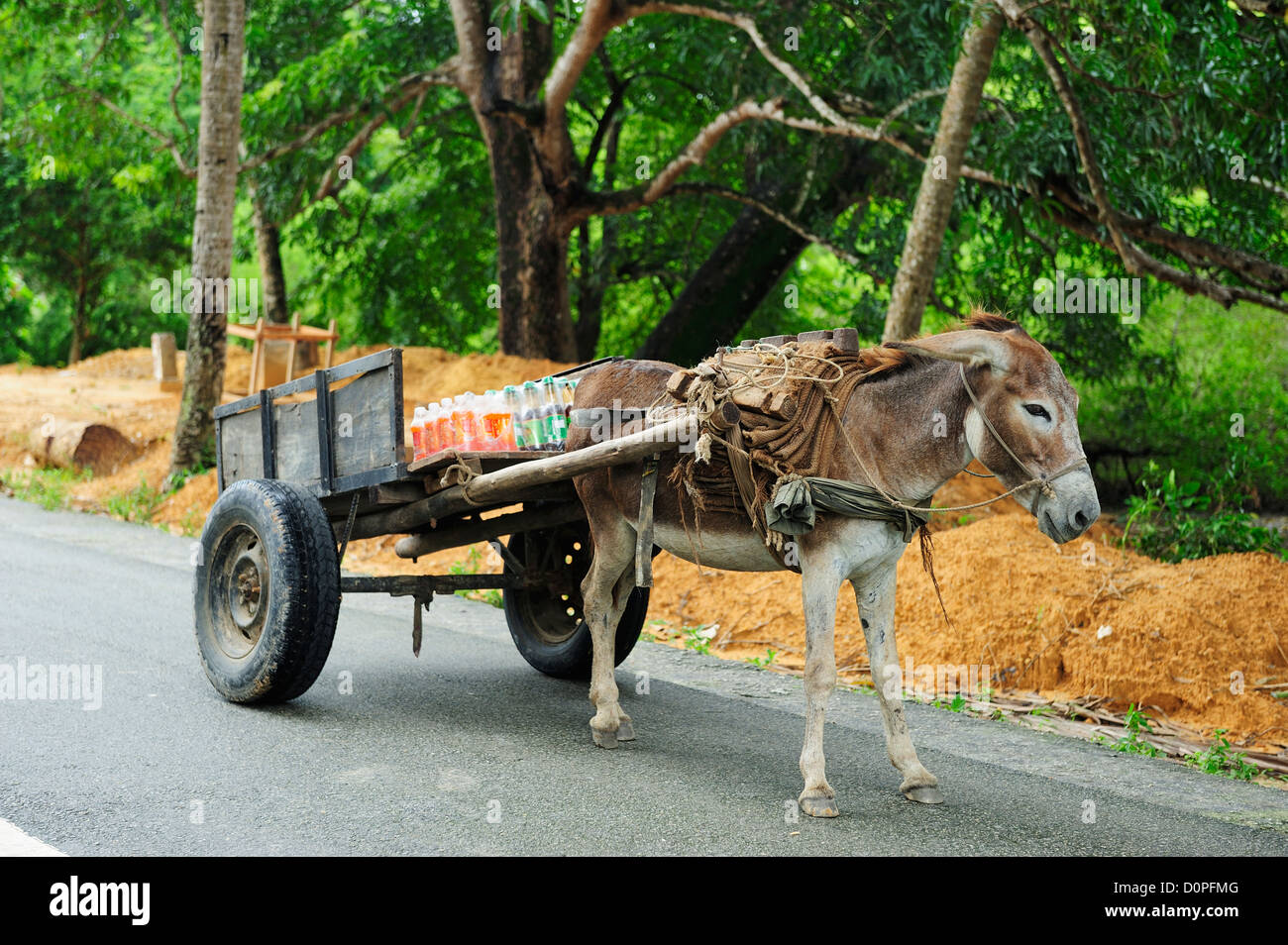 Unattended donkey cart, Pemba Island, Tanzania, East Africa Stock Photo ...