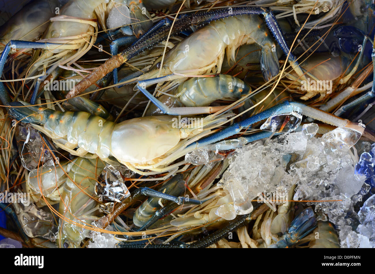 Fresh Giant River Prawn Macrobrachium Rosenbergii At Thailand Market