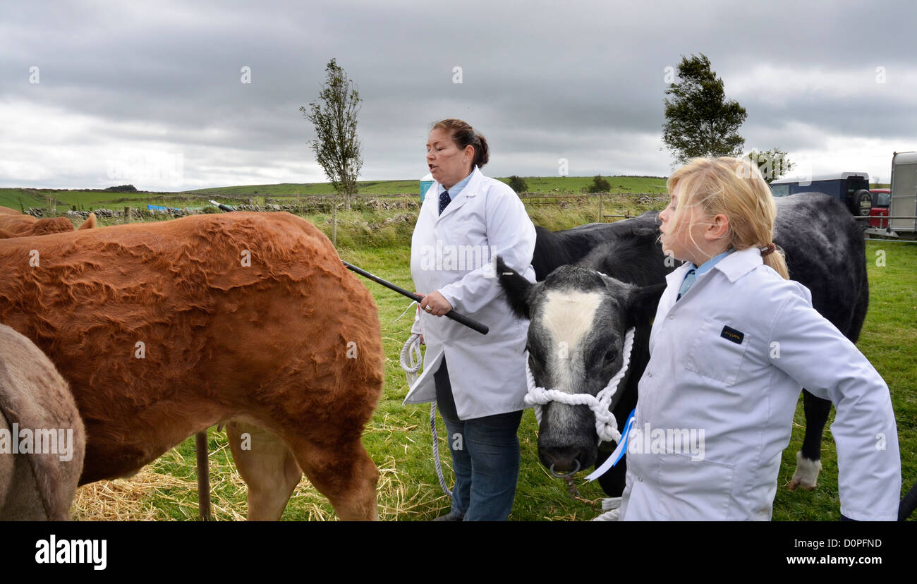 cattle handlers hartington wakes agricultural show Stock Photo - Alamy