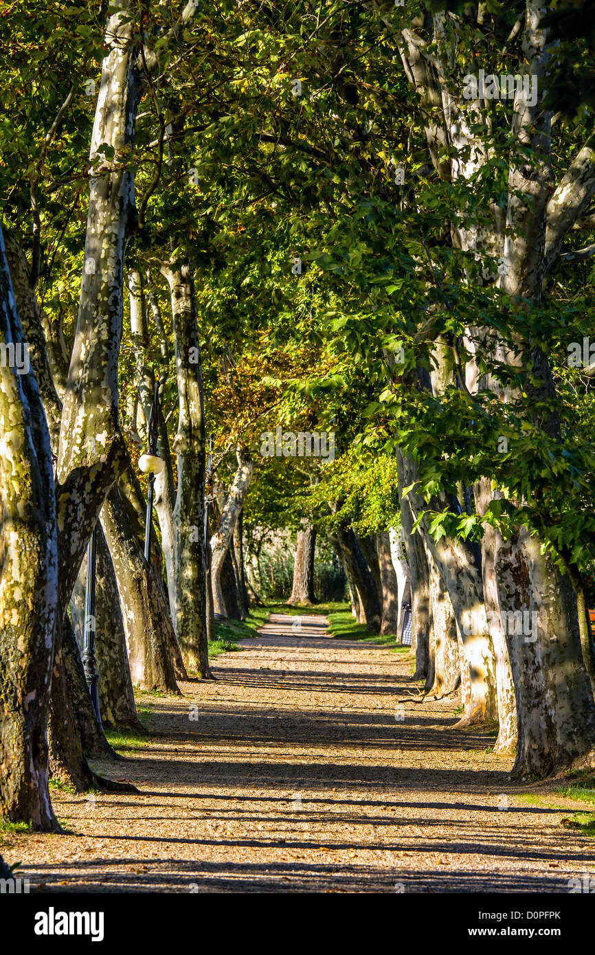 Sycamore road hi-res stock photography and images - Alamy