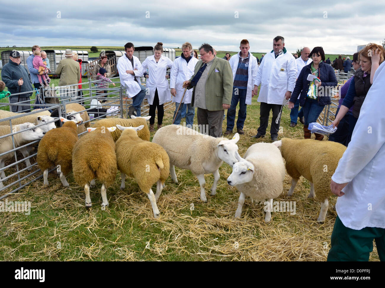 Sheep judging hi-res stock photography and images - Alamy