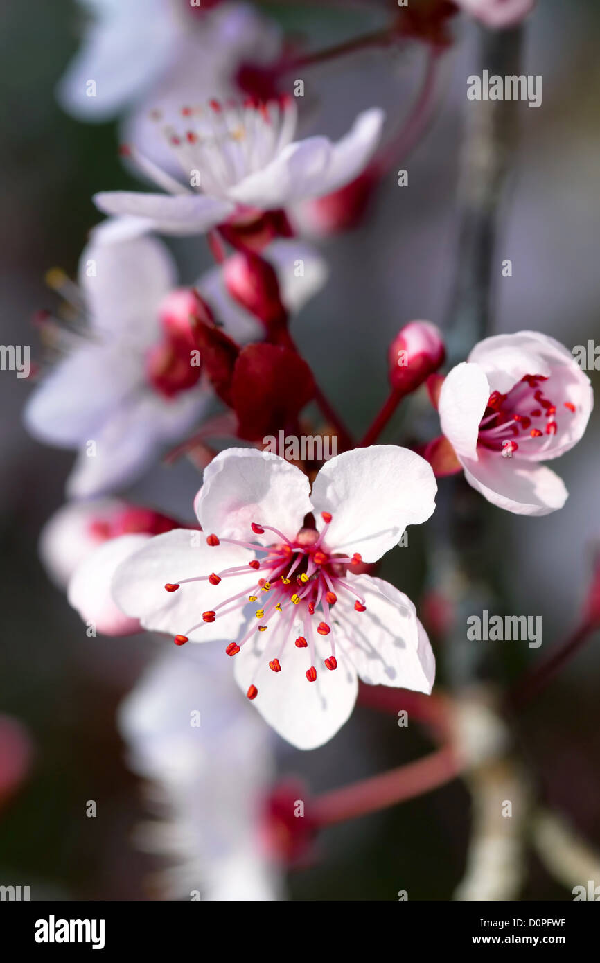 Beautiful prunus flowers in spring Stock Photo - Alamy