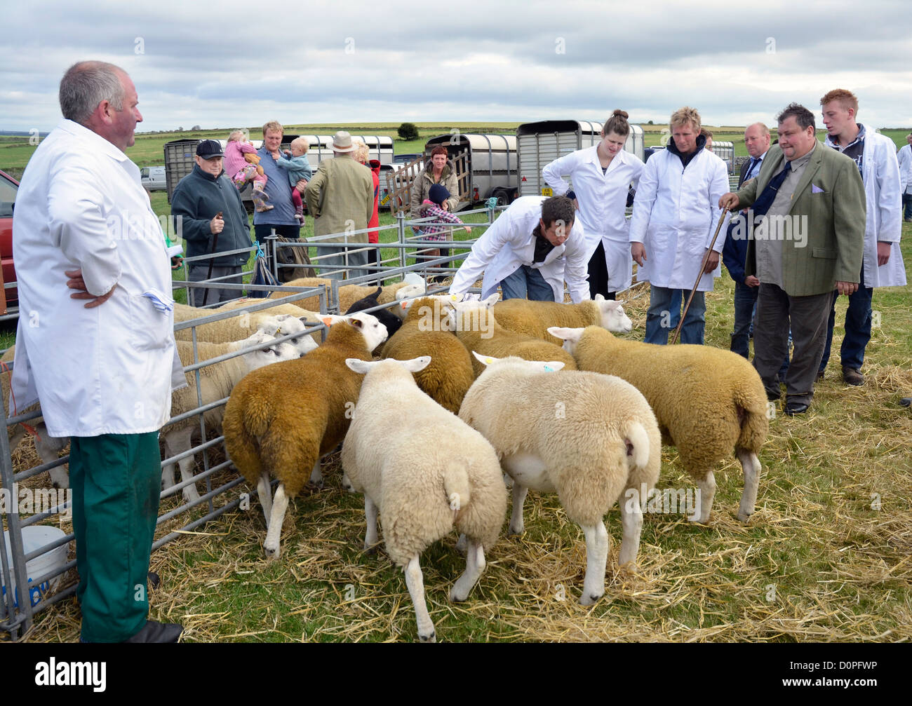sheep judging at hartington wakes agricultural show Stock Photo - Alamy