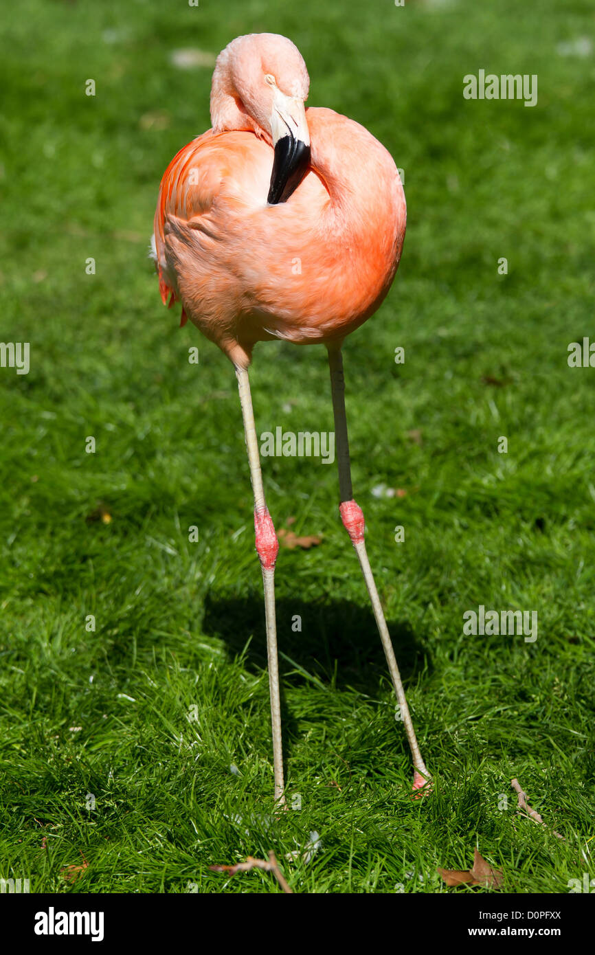 Sleepy flamingo up close shot Stock Photo - Alamy
