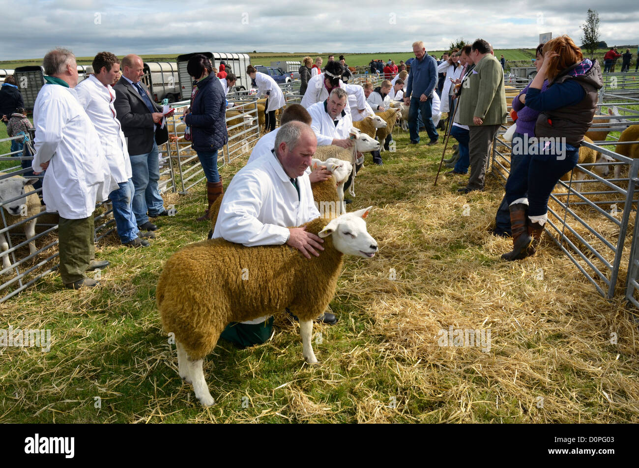 Sheep judge hi-res stock photography and images - Alamy