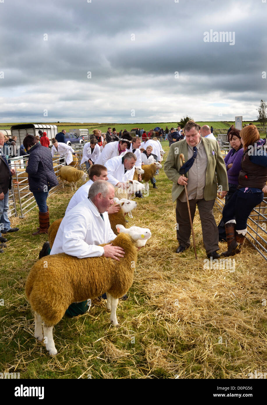 sheep judging at hartington wakes agricultural show Stock Photo - Alamy