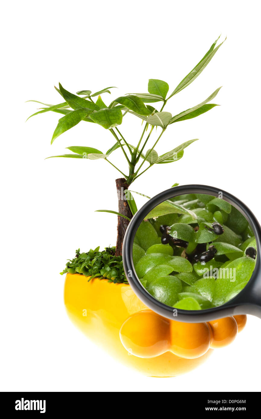 Magnifying lens plant Cut Out Stock Images & Pictures - Alamy
