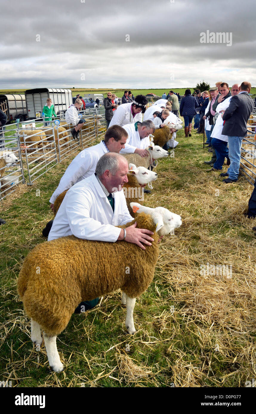 Sheep judging hi-res stock photography and images - Alamy