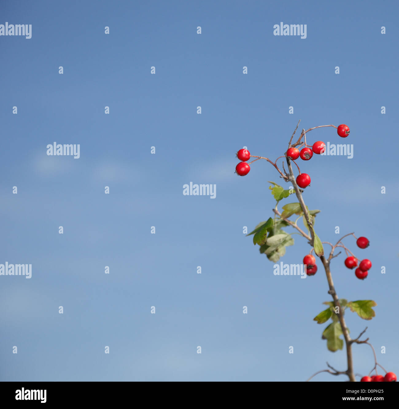 A single branch of hawthorn in autumn Stock Photo - Alamy