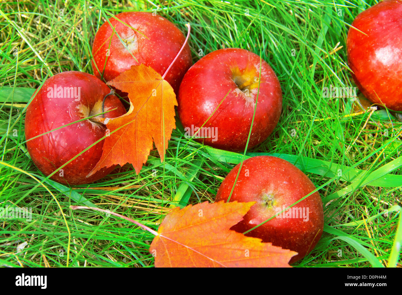Red fall apples lie hi-res stock photography and images - Alamy