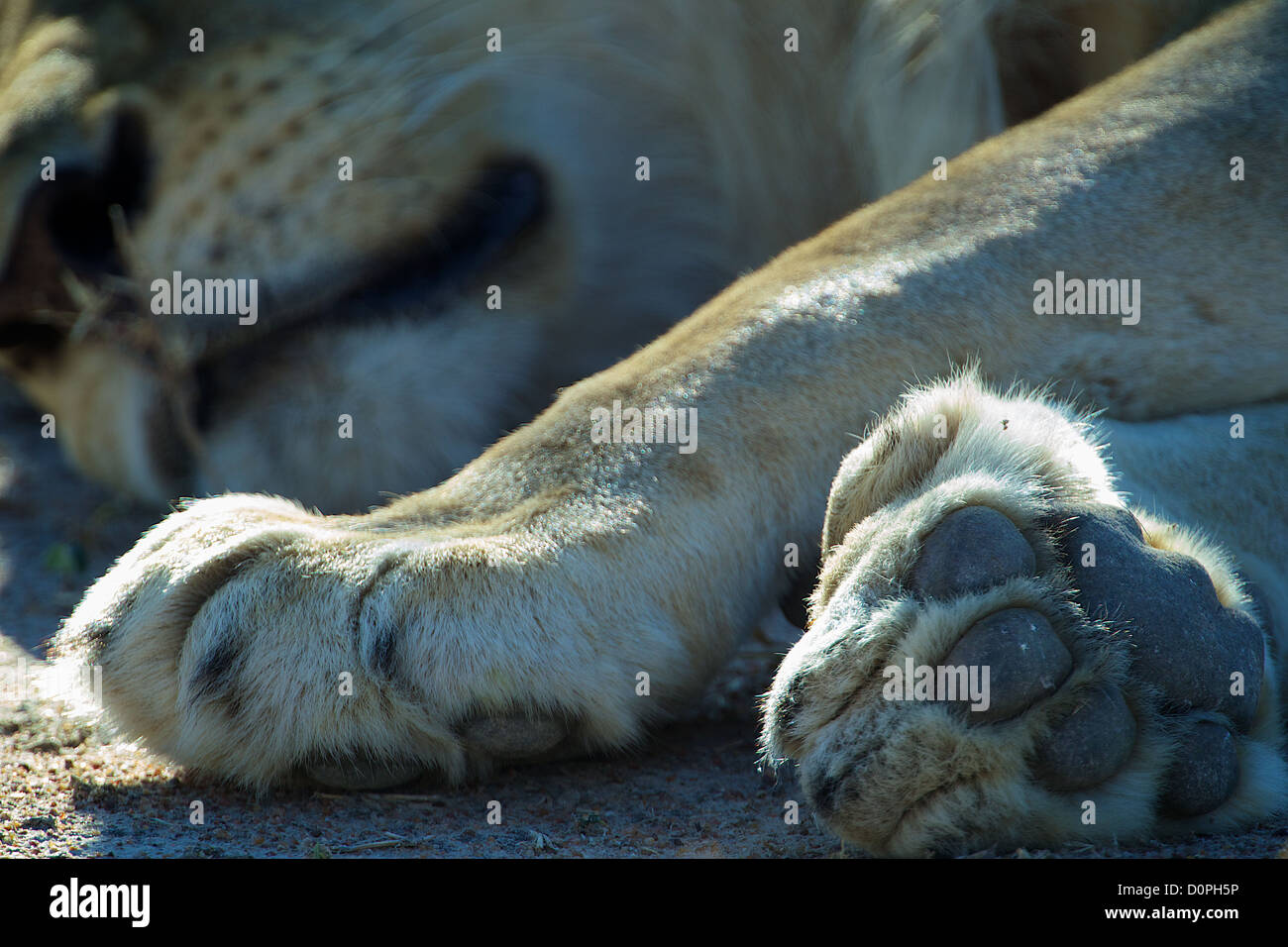 Lion pads hi-res stock photography and images - Alamy