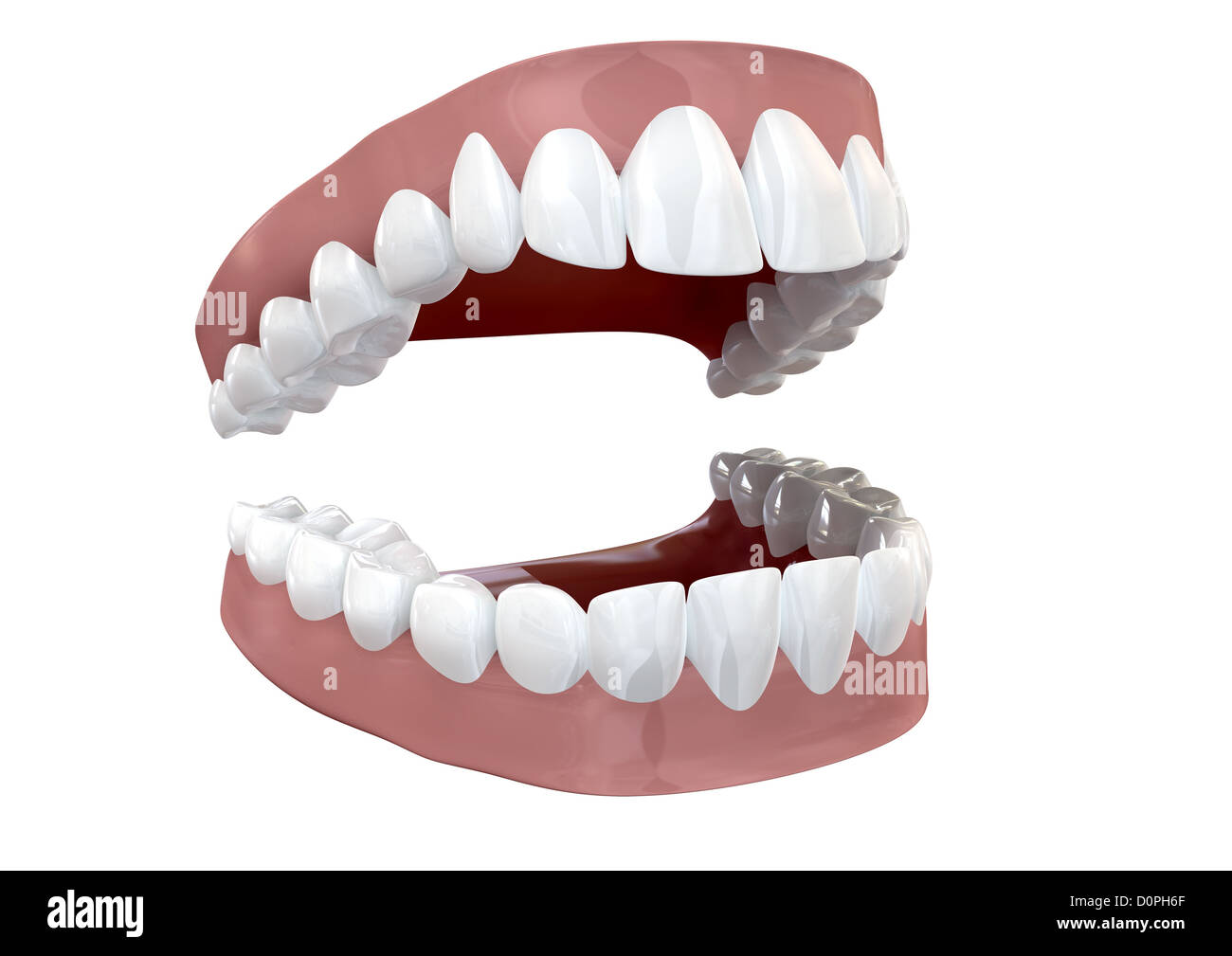 Seperated upper and lower sets of human teeth set in gums on an ...