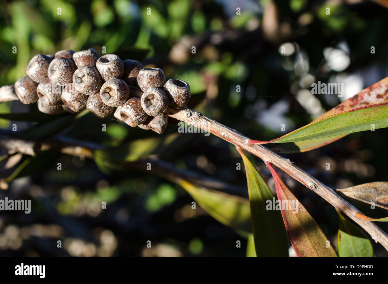 Seed capsules on Bottlebrush (Callistemon citrinus Stock Photo - Alamy