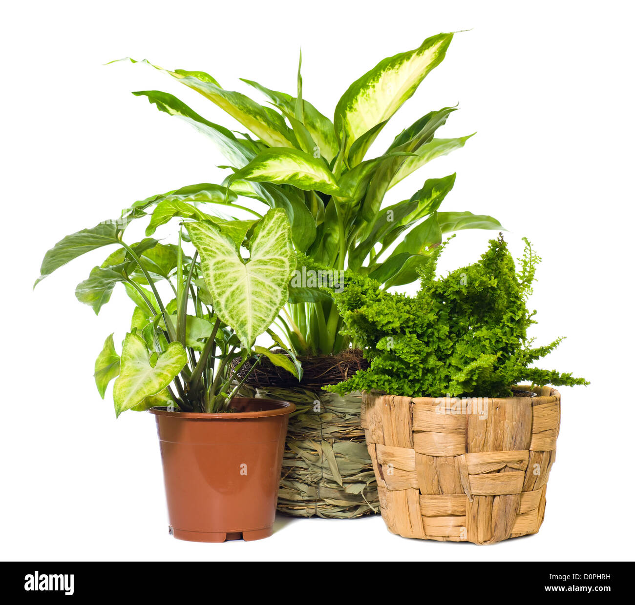 Group of window plant Stock Photo - Alamy
